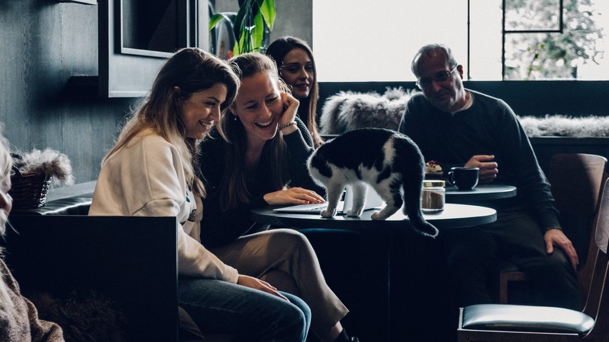 Java Whiskers Marylebone - Free £5 Voucher With Purchase