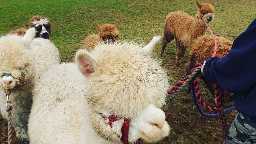 Lucky Tails Alpacas Tickets - Alpaca Farm Atherstone