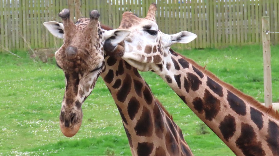 Wingham Wildlife Park Tickets - Wildlife Park Kent