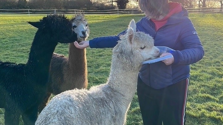 Alpaca Picnic Tickets - Free £5 Voucher