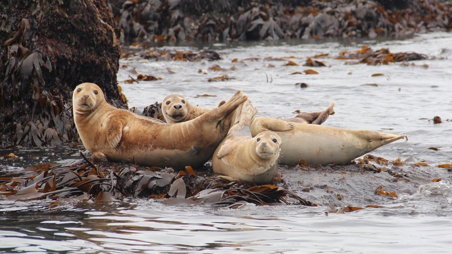 Seawake Anglesey - Puffin Island Boat Trips