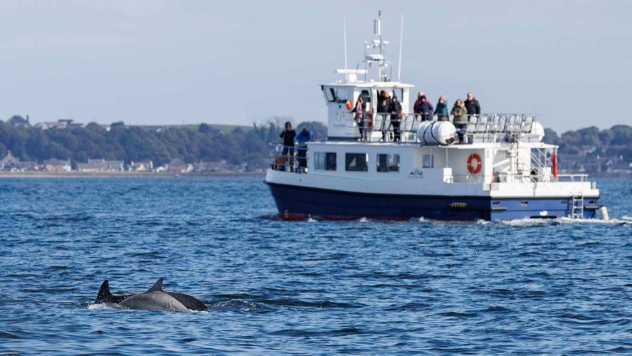 Dolphin Spirit Inverness Tickets - Dolphin Spotting Inverness
