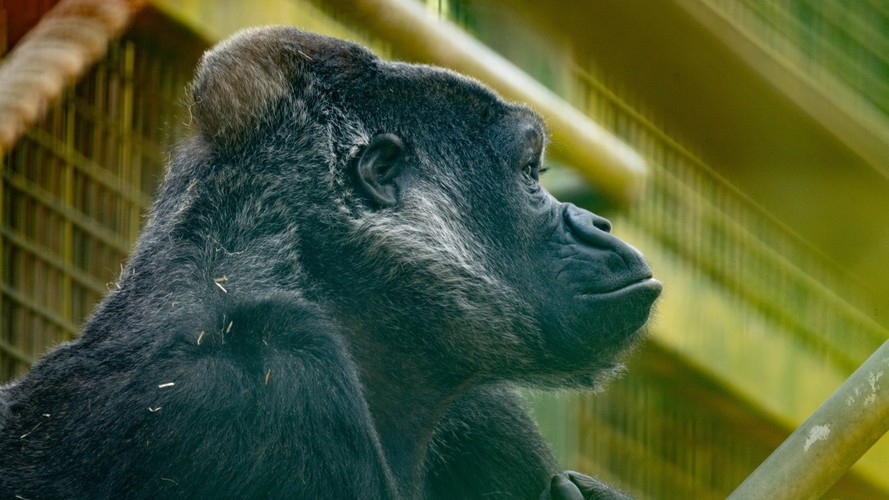 Howletts Wild Animal Park Tickets - Gorilla Encounter